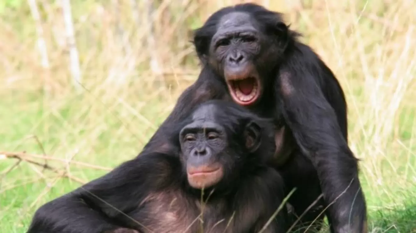 "Los bonobos son una especie que hay que conocer porque están llenos de ...